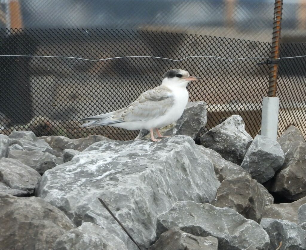 Let’s Talk Birds – Tern Island | Roger Tory Peterson Institute