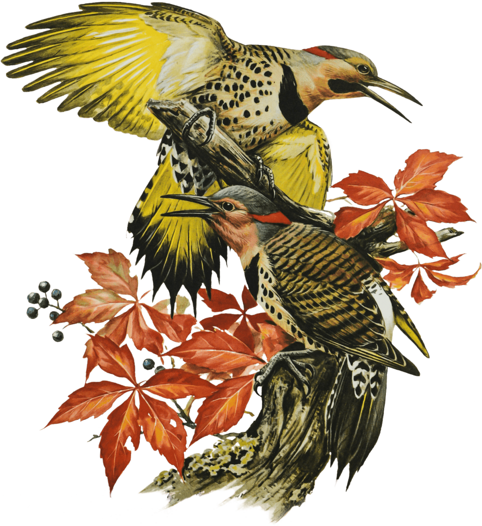 The Spark Bird Project Goes to NYC | Roger Tory Peterson Institute