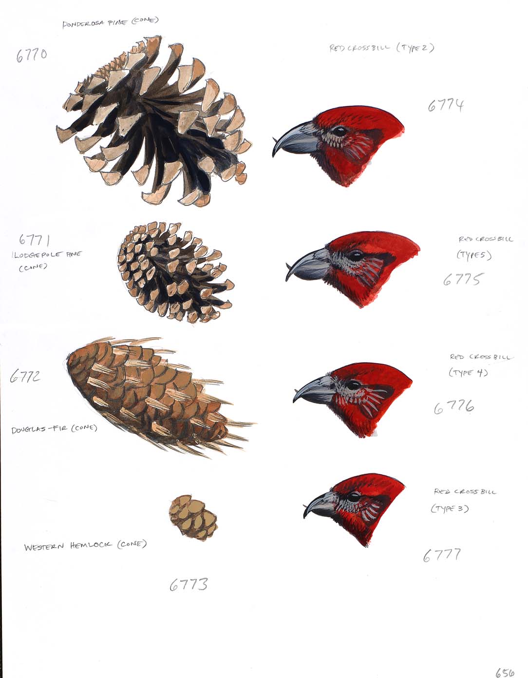 Art of the Field Guide | Roger Tory Peterson Institute