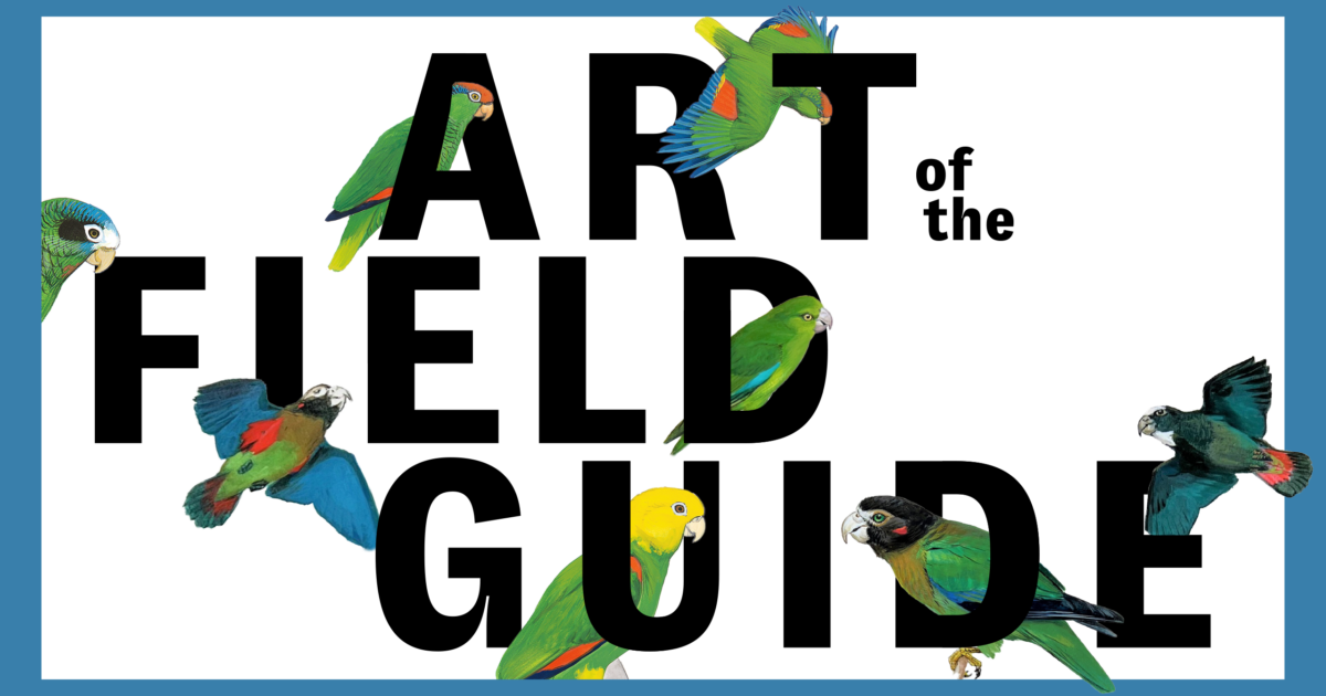 Art of the Field Guide | Roger Tory Peterson Institute