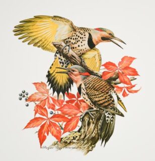 Northern Flicker | Roger Tory Peterson Institute