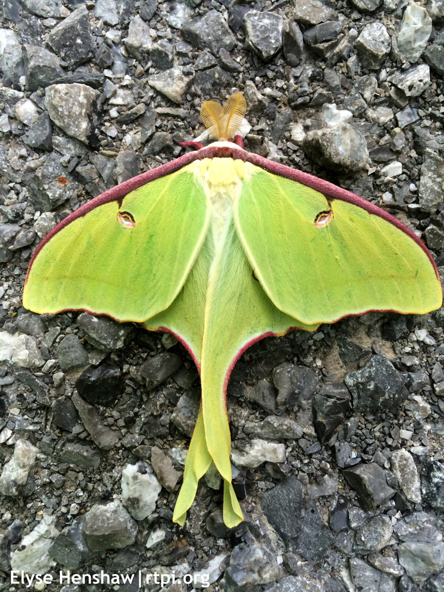 Luna Moth | Roger Tory Peterson Institute