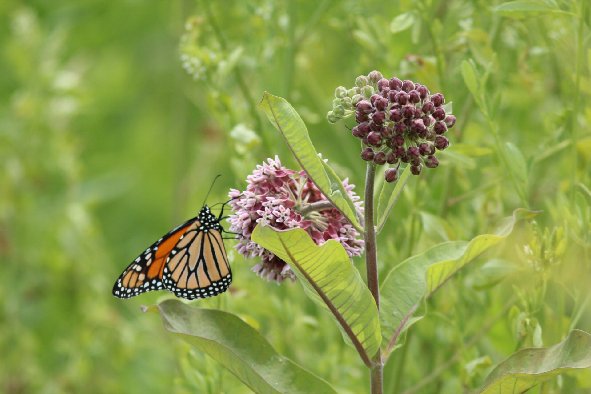 Peterson Pollinator Meadow | Roger Tory Peterson Institute
