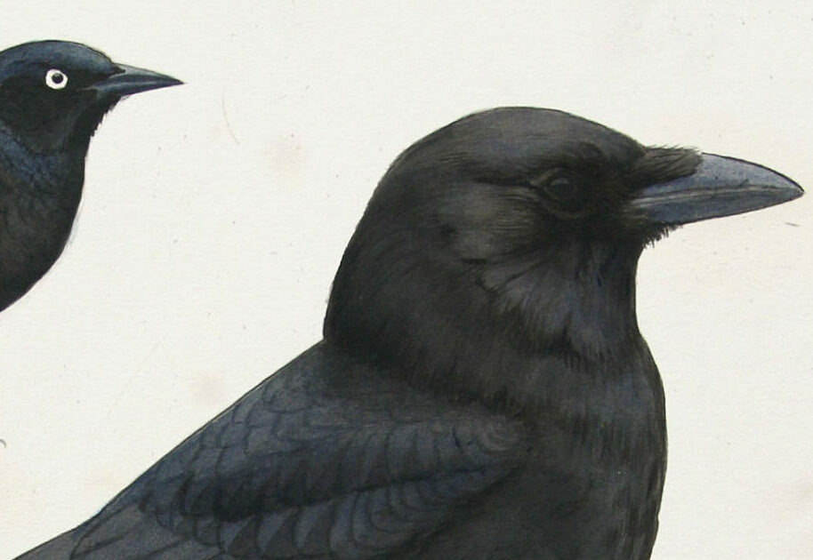 Alex Warnick: The Art of Observation | Roger Tory Peterson Institute