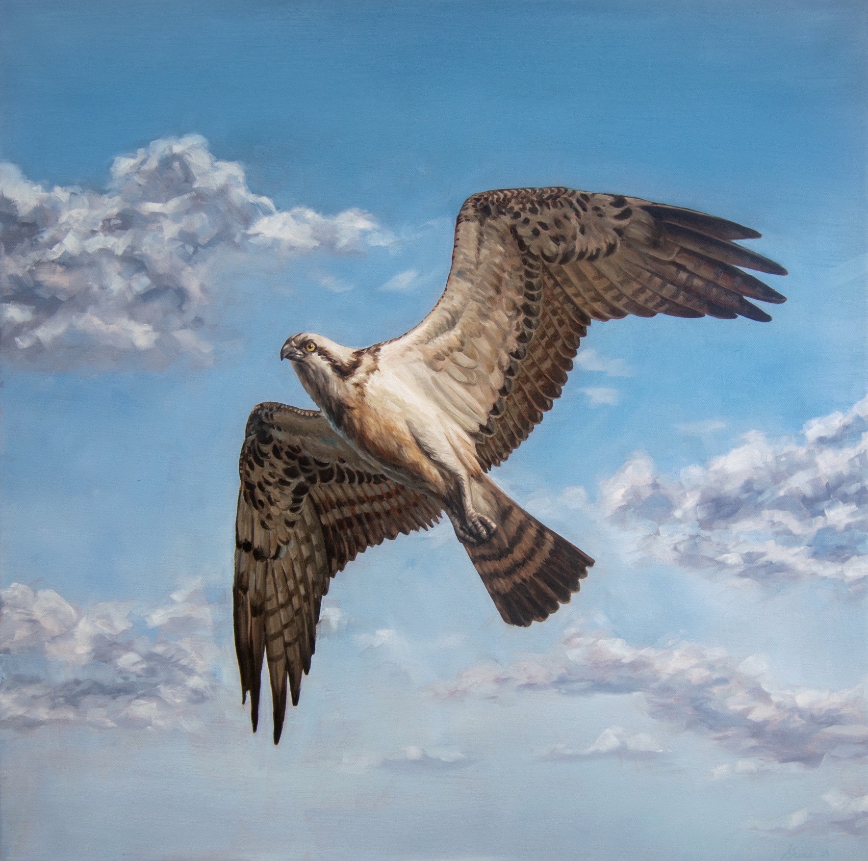 Past Exhibitions | Roger Tory Peterson Institute