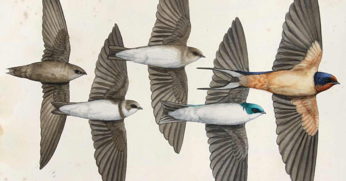 The Art of Observation: Artist talk by Alex Warnick | Roger Tory ...